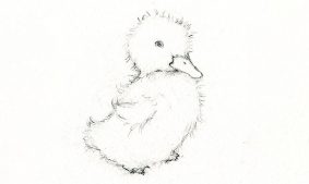 Adorable Art: Learn How to Draw and Paint a Duckling | Craftsy