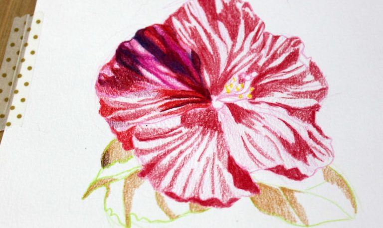 Drawing Flowers With Colored Pencils: 5 Simple Steps | Craftsy