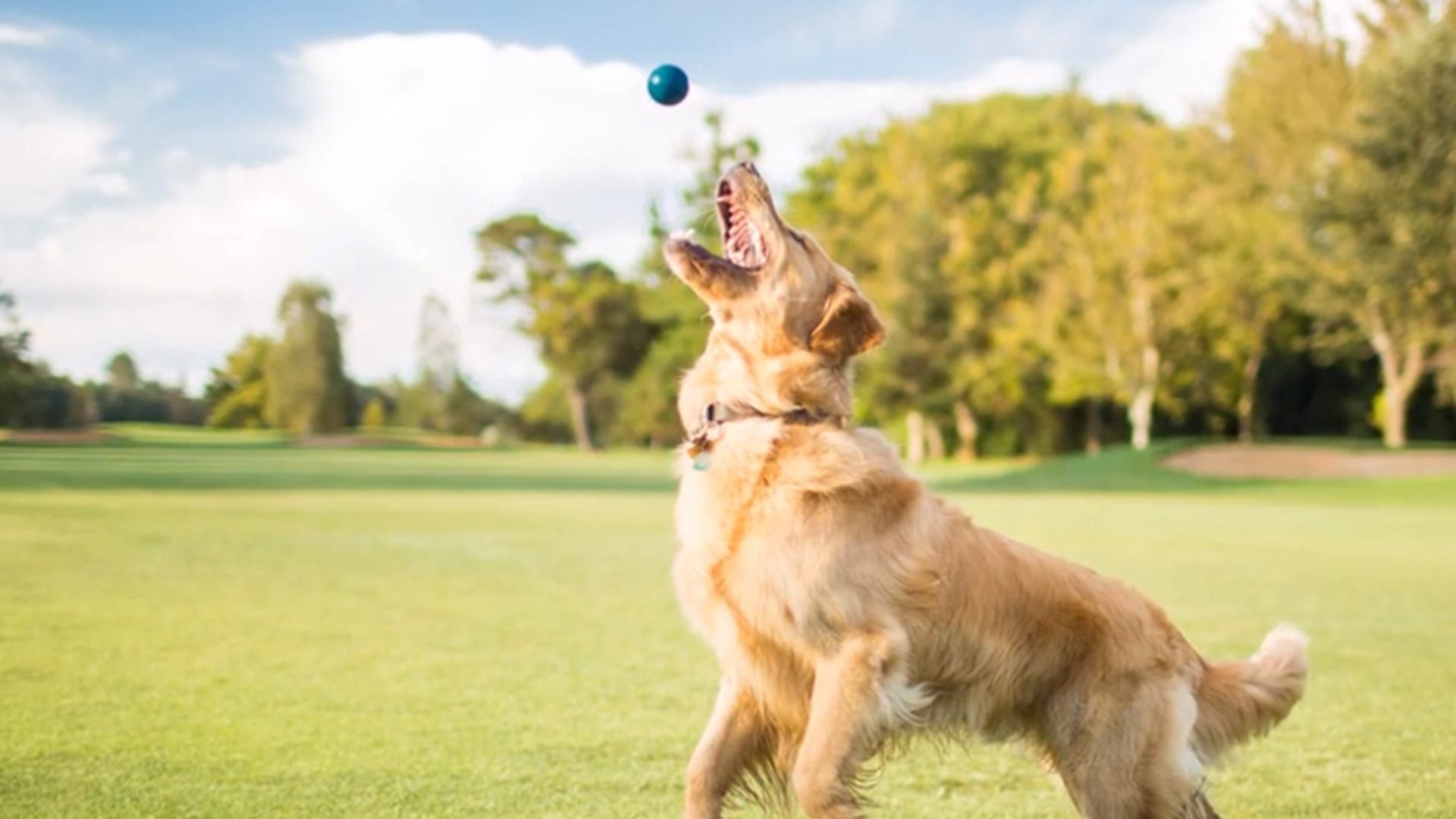 Dog Photography: Sit, Stay, Click | Craftsy