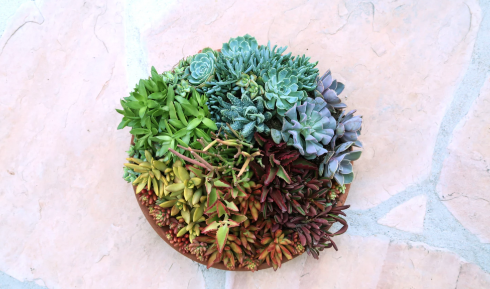 Green Up Your Life With These DIY Succulent Crafts | Craftsy