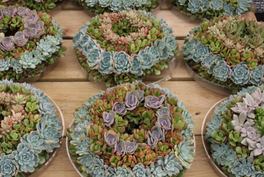 Green Up Your Life With These DIY Succulent Crafts | Craftsy