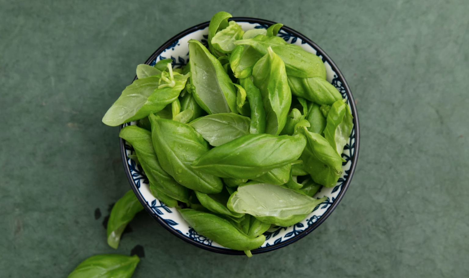 How Basil Helps Me Cope With Loss | Craftsy