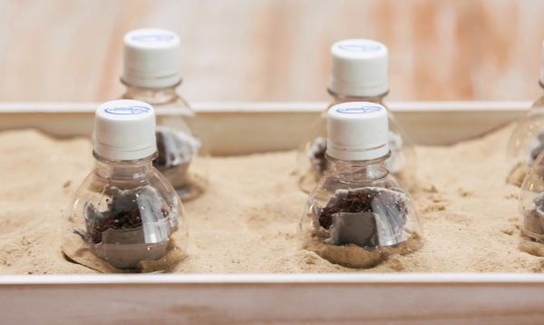 DIY This Seed Starter Kit With Stuff You Have | Craftsy