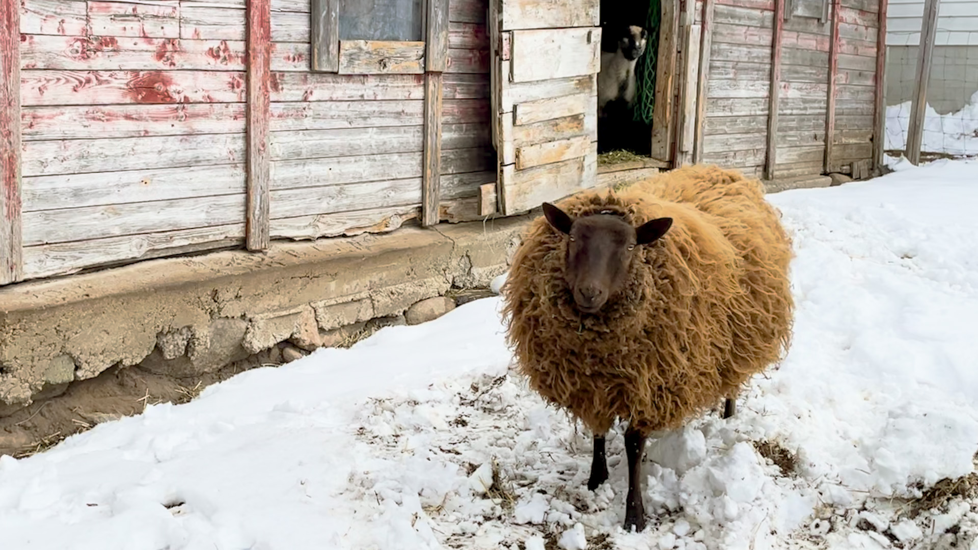 Shearing Sheep | Craftsy