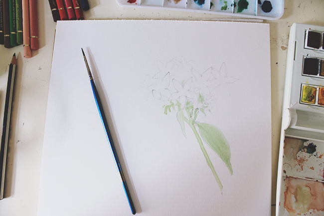 Mixed Media Flowers: Drawing With Color Pencils and Watercolors