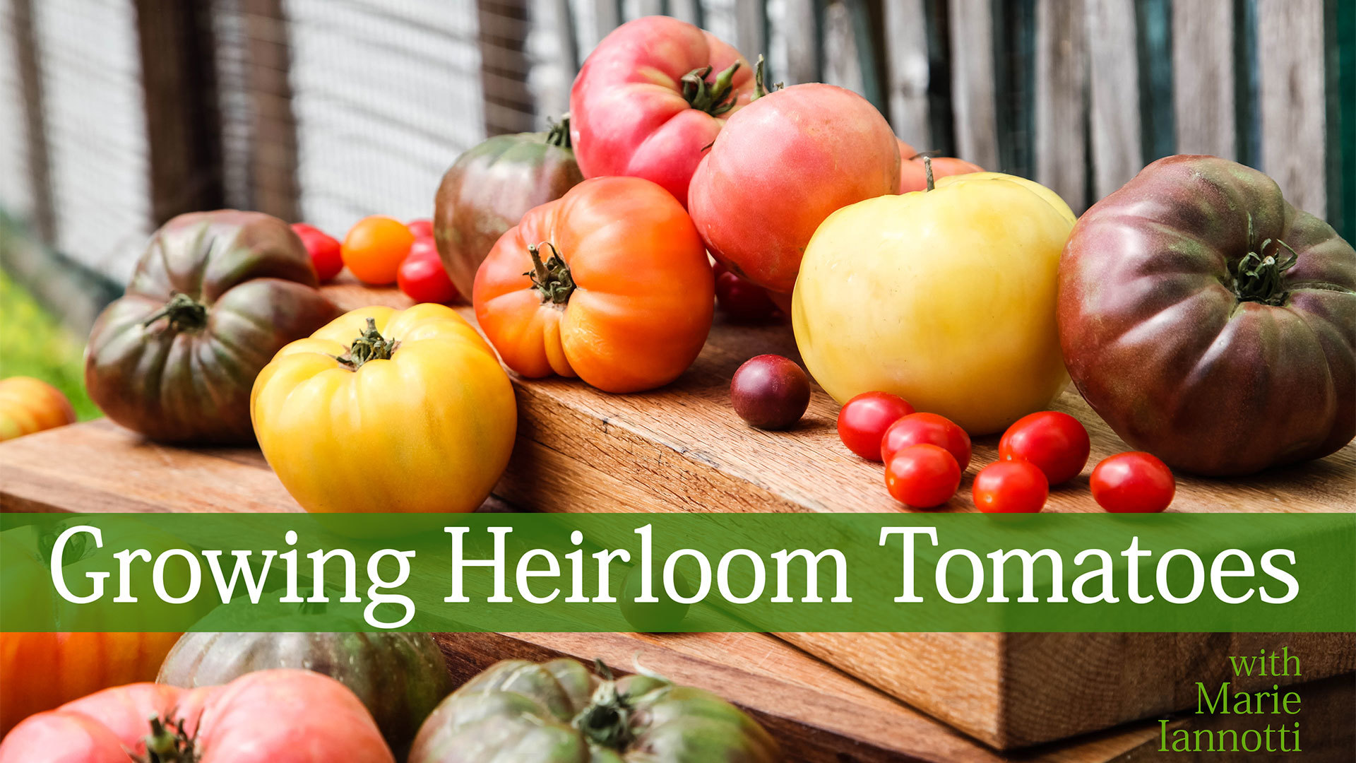 Growing Heirloom Tomatoes | Craft And Hobby