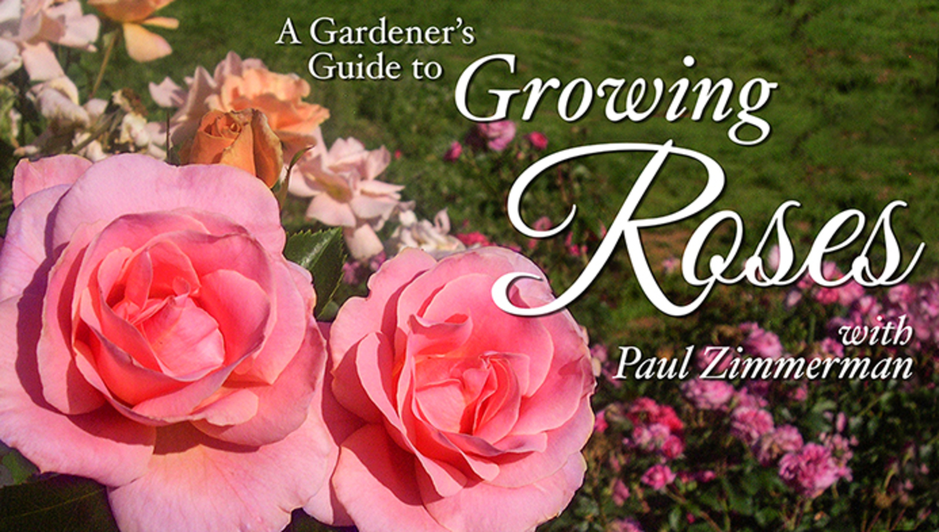 A Gardener’s Guide to Growing Roses | Craft And Hobby