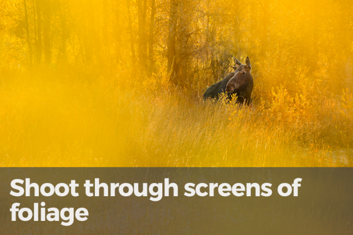 Photo Challenge Assignment: Shooting Through | Outdoor Photography Guide