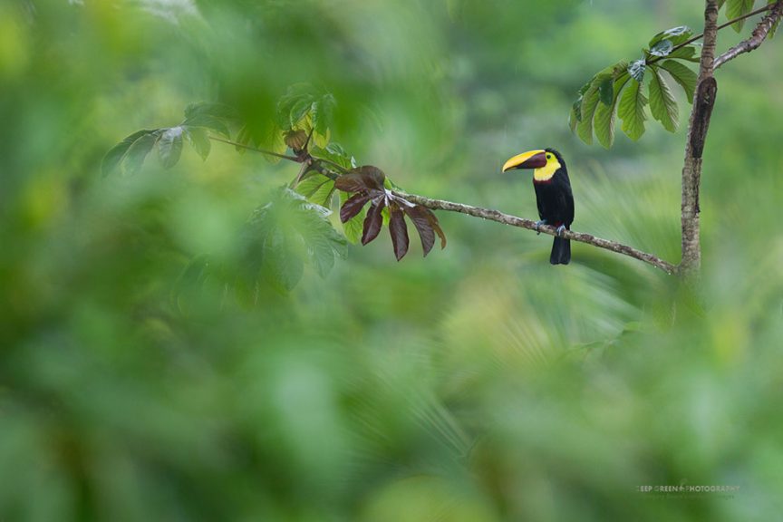 Photo Challenge Assignment: Shooting Through | Outdoor Photography Guide