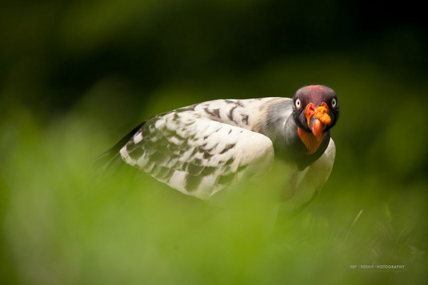 Photo Challenge Assignment: Shooting Through | Outdoor Photography Guide