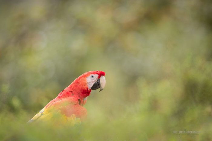 Photo Challenge Assignment: Shooting Through | Outdoor Photography Guide