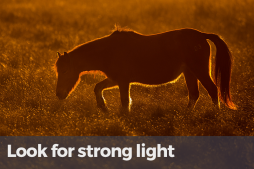 Photo Challenge Assignment: Backlight | Outdoor Photography Guide