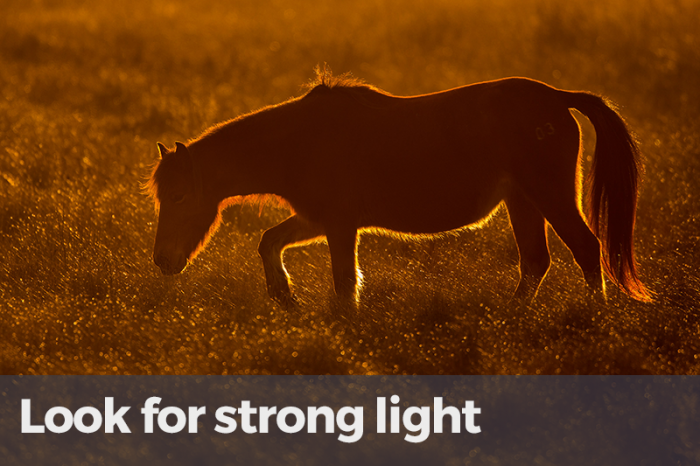 Photo Challenge Assignment: Backlight | Outdoor Photography Guide