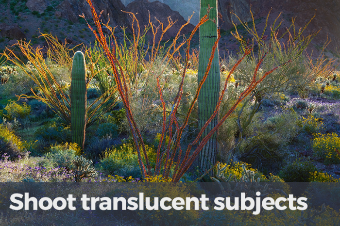 Photo Challenge Assignment: Backlight | Outdoor Photography Guide