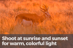 Photo Challenge Assignment: Backlight | Outdoor Photography Guide