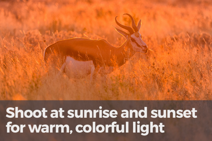 Photo Challenge Assignment: Backlight | Outdoor Photography Guide