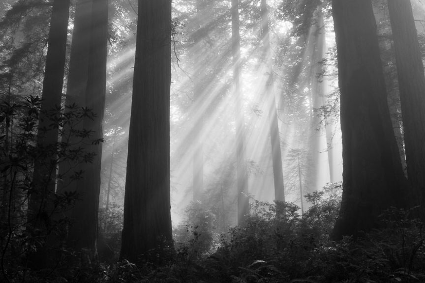 Photo Challenge Assignment: Backlight | Outdoor Photography Guide