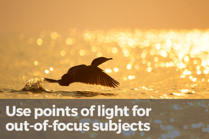 Photo Challenge Assignment: Bokeh | Outdoor Photography Guide