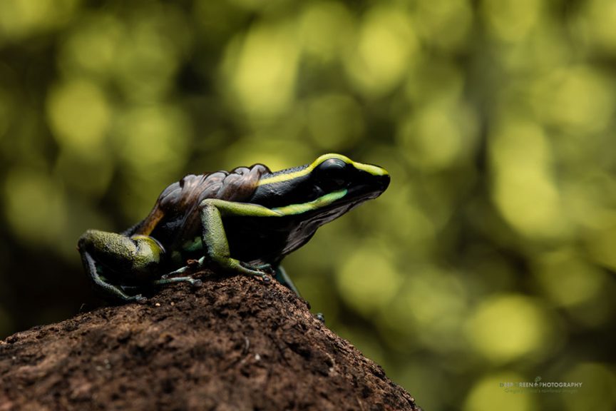 Photo Challenge Assignment: Bokeh | Outdoor Photography Guide