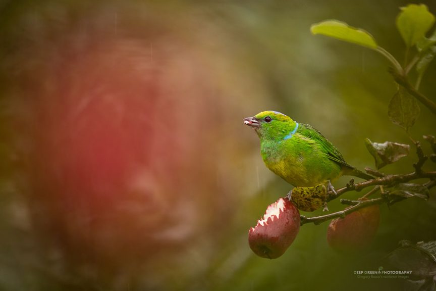 Photo Challenge Assignment: Bokeh | Outdoor Photography Guide