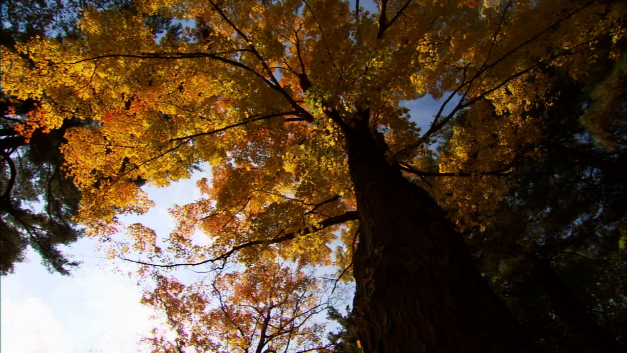 Using a Fisheye Lens to Capture Beautiful Trees in Fall | OPG | Outdoor ...