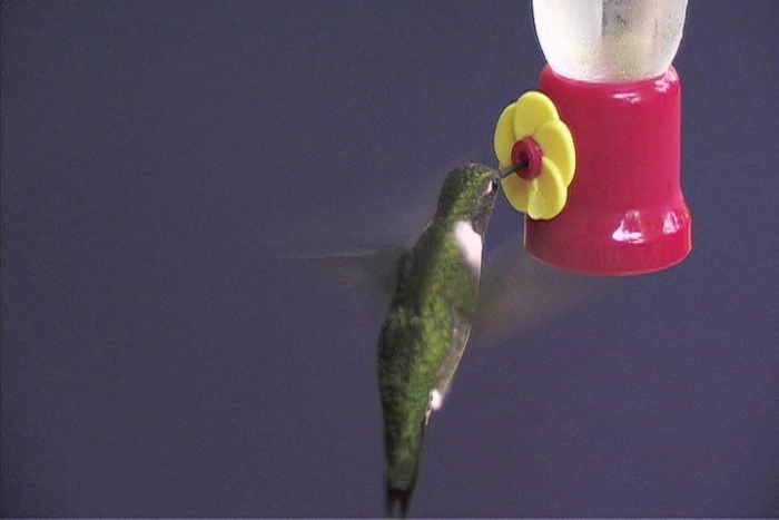 How to Photograph Hummingbirds | Outdoor Photography Guide