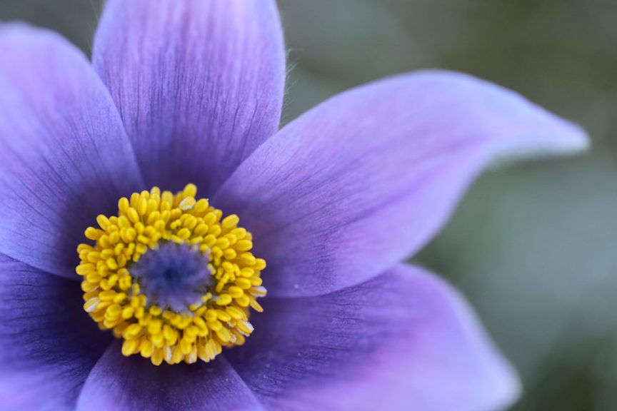 Photographing Early Blooming Spring Flowers | Outdoor Photography Guide