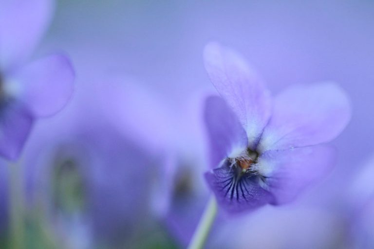 Photographing Early Blooming Spring Flowers | Outdoor Photography Guide
