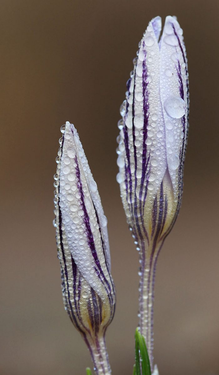 Photographing Early Blooming Spring Flowers | Outdoor Photography Guide