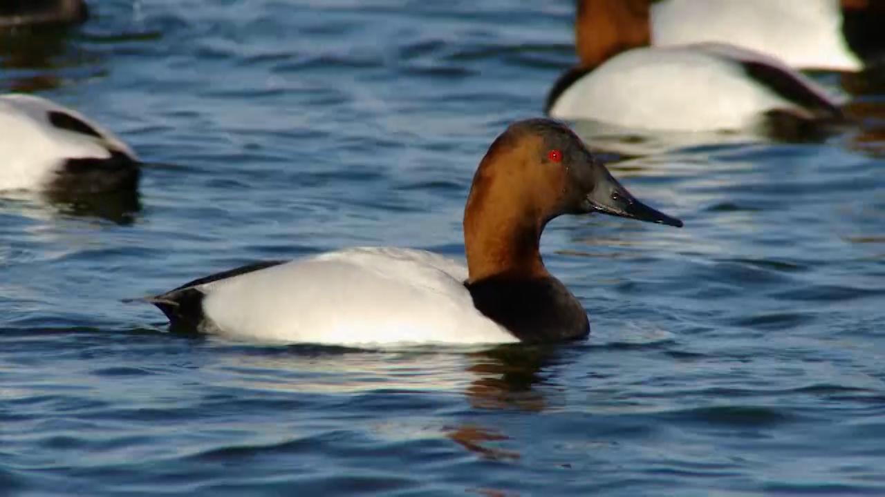 east coast waterfowl