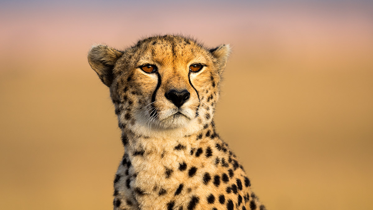 Cheetahs | Outdoor Photography Guide