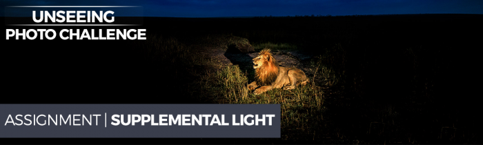“Unseeing” Photo Challenge Assignment 6: Supplemental Light | Outdoor ...