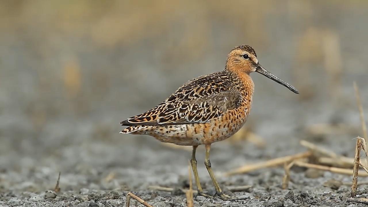 Uncovering South Carolina’s Shorebirds | Outdoor Photography Guide