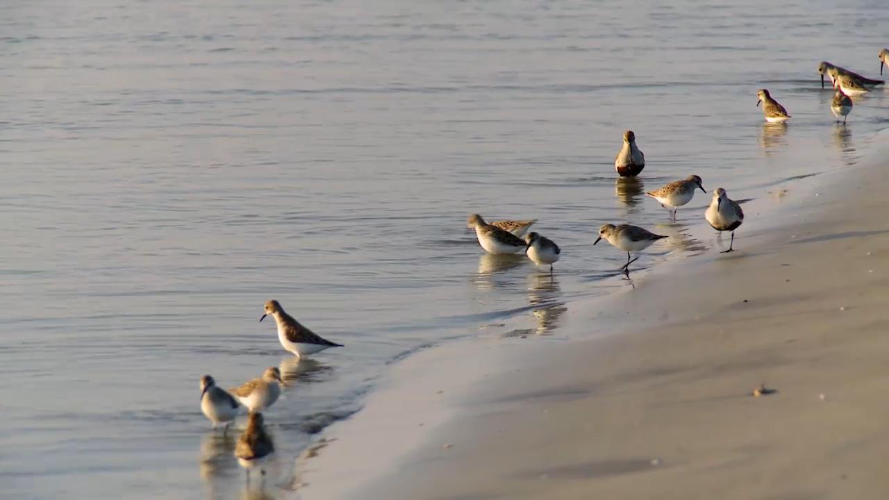 Capturing Migrating Shorebirds in South Carolina | OPG | Outdoor ...