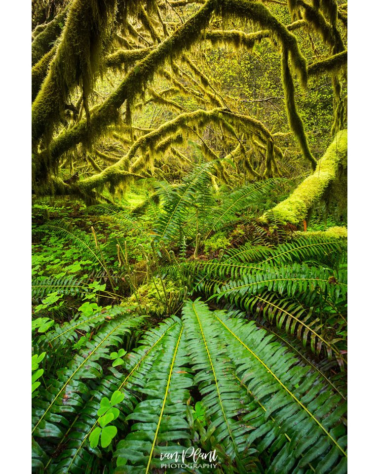 Using Triangles in Landscape Photography | Outdoor Photography Guide