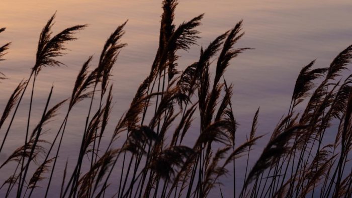 Using a Long Lens Shot | OPG | www.outdoorphotographyguide.com