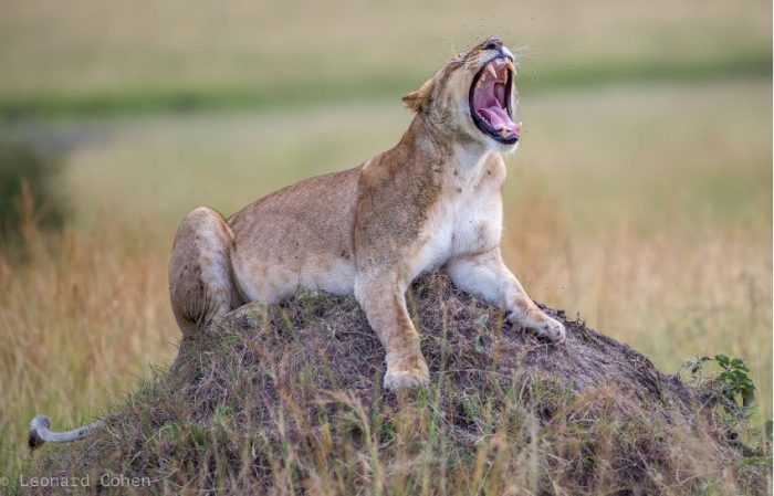 2019 Wildlife Photo Contest Winners | Outdoor Photography Guide