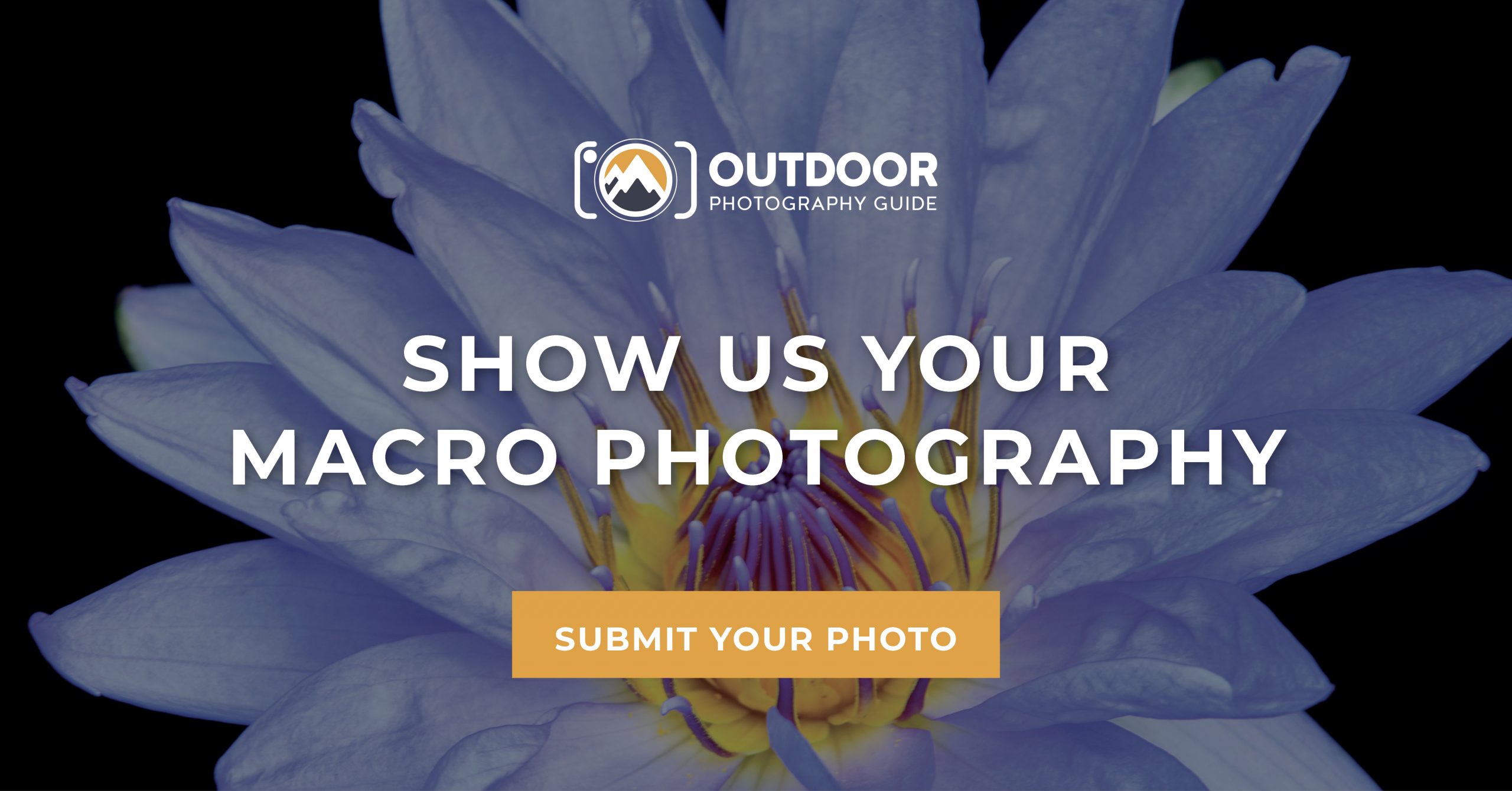 Show Us Your Macro Photography | Outdoor Photography Guide