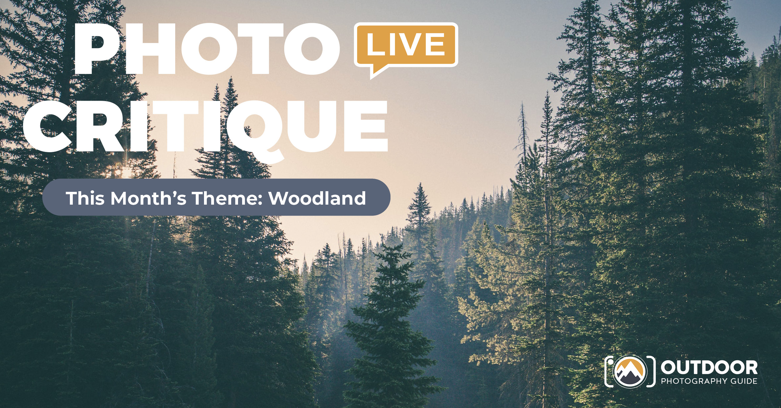 Photo Critique: Woodlands | Outdoor Photography Guide