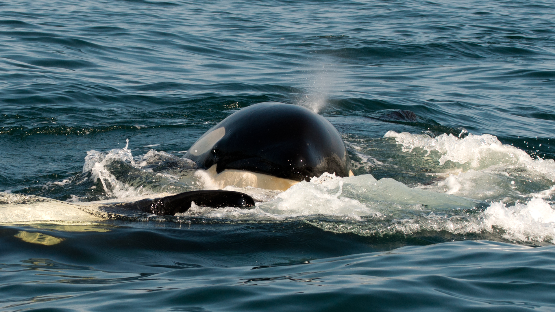 Wildlife Photography: Capturing Southern Resident Killer Whales ...