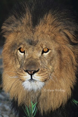 Documenting the Development of a Wild Animal | OPG | Outdoor ...