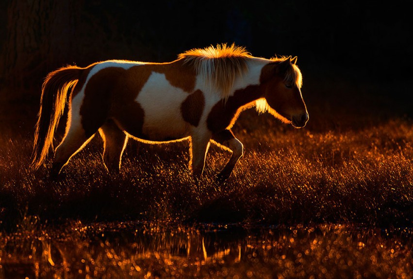 Backlighting Photography Tips for Photo Magic | OPG | Outdoor ...