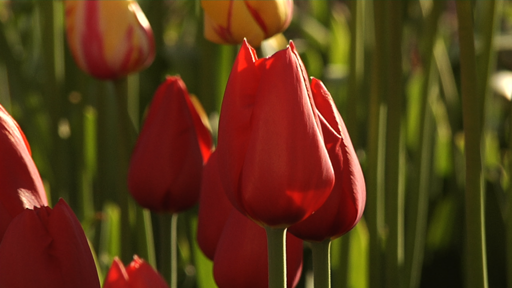 Isolation Photography: Capturing Flowers | Outdoor Photography Guide