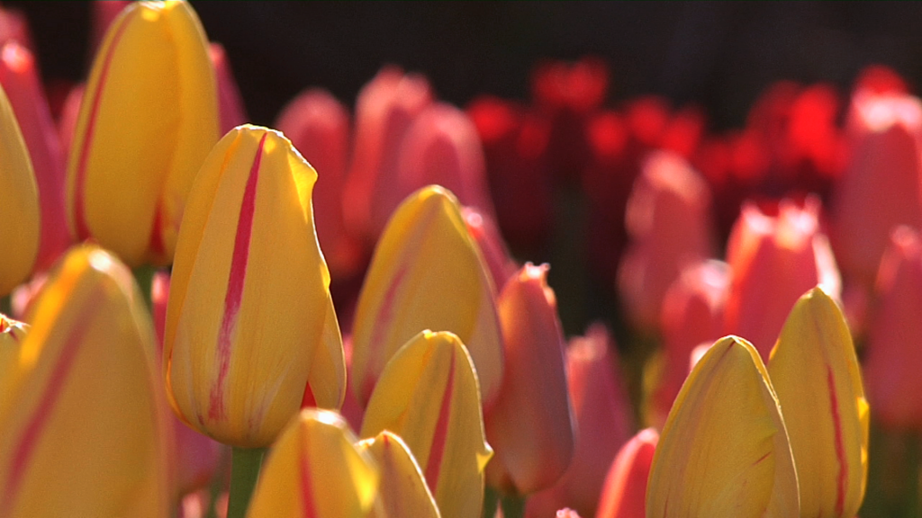 Seasonal Photography: Tips for Capturing Year-Round Photos | Outdoor ...