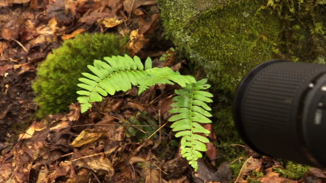 Take Great Macro Photos in Nature | OPG | Outdoor Photography Guide