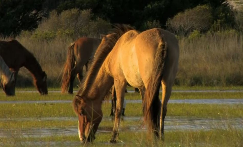 Capturing Wild Horses Video Download | OPG | www ...