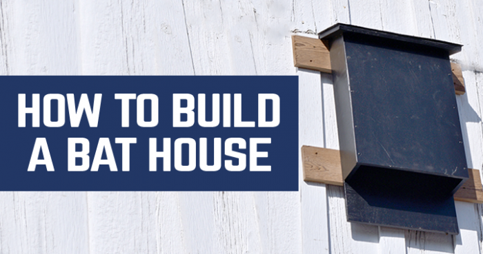 How to Build a Bat House | WoodWorkers Guild of America